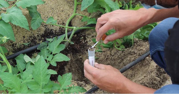 Un biofertilizante hecho con hongos y hormonas vegetales que favorece el crecimiento de las plantas